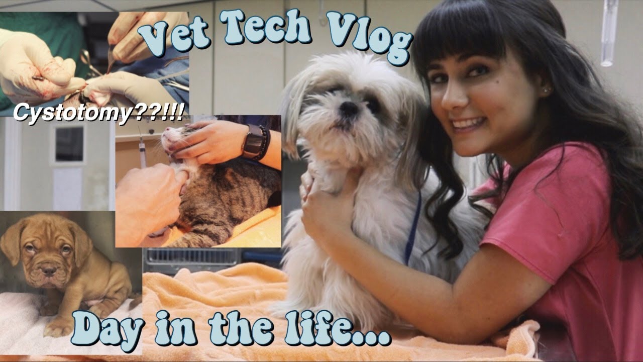 Day In The Life of a Vet Tech | Cystotomy | Vet Tech Vlog | Veterinary ...