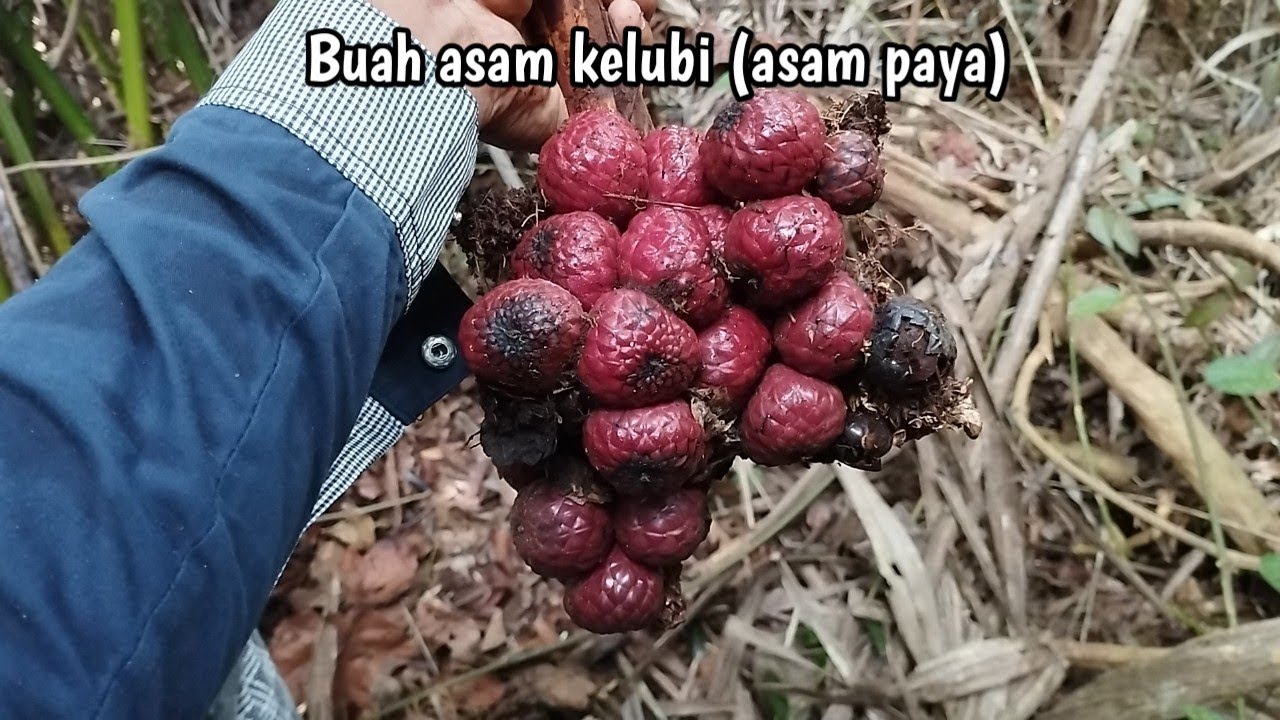 Proses mencari buah asam kelubi (asam paya) - YouTube