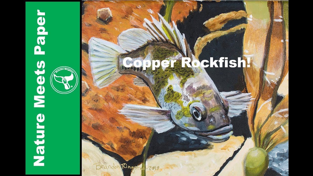 Copper Rockfish - 4:15 - Nature Meets Paper - YouTube