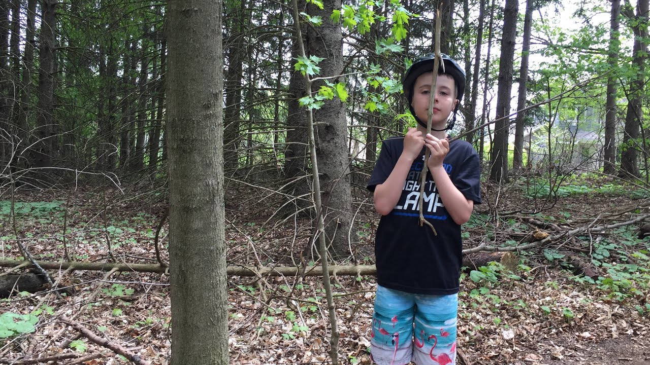 Exploring the forest - YouTube