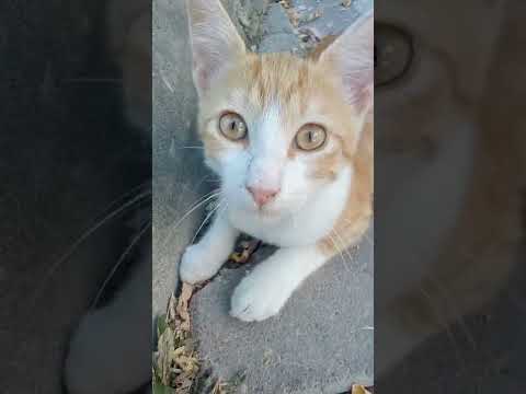 💞🐾🐶 Loving Cats and Dogs 🦴🐕💞