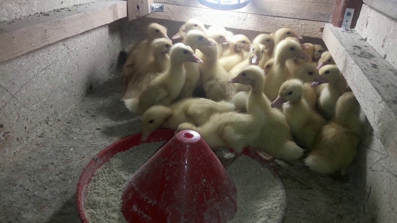 BOBOCI DE RATA PEKIN 2019 - YouTube