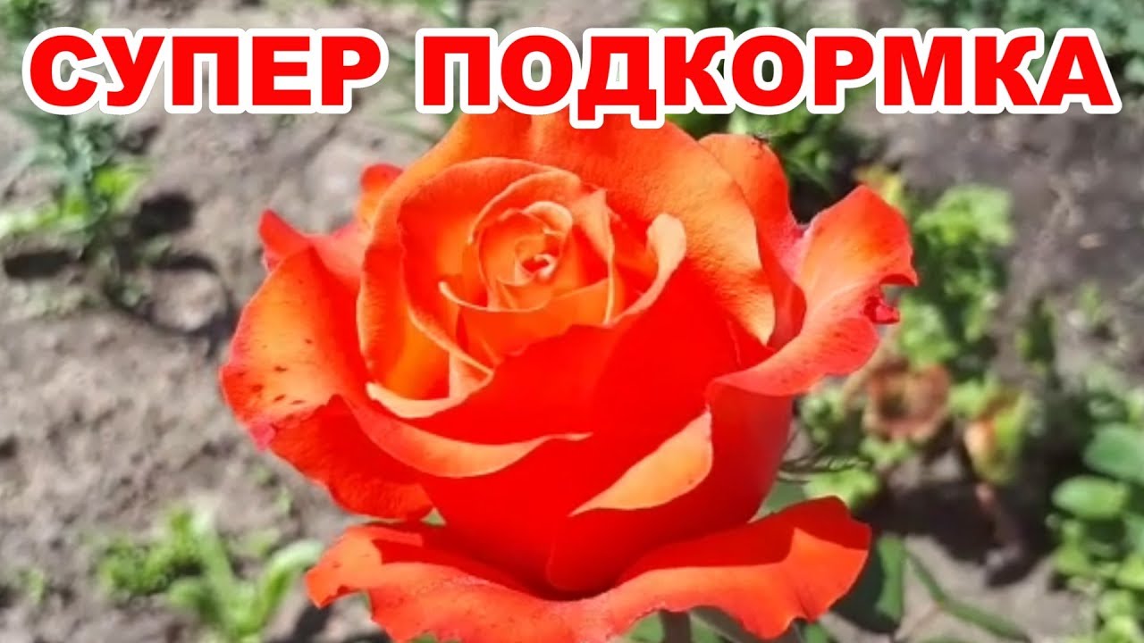 Подкормка для роз, пионов, гладиолусов, хризантем и др. Раскрываем ...