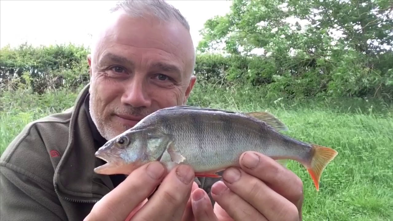 Maggots in the fridge and perch at a reservoir - YouTube