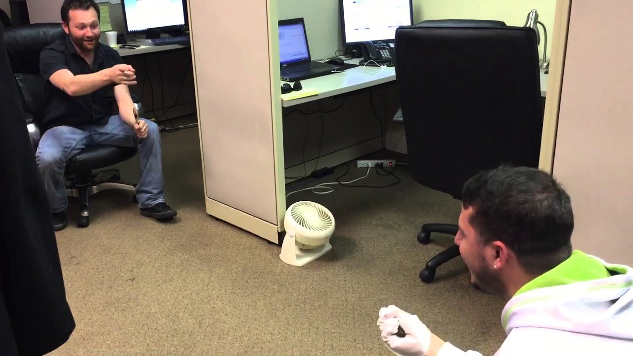 Playing catch with shit and shittens - YouTube