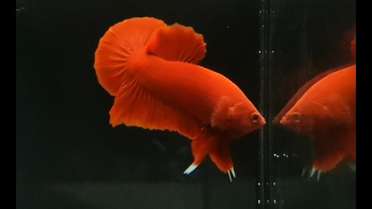 HMPK Betta Fish- Red - YouTube