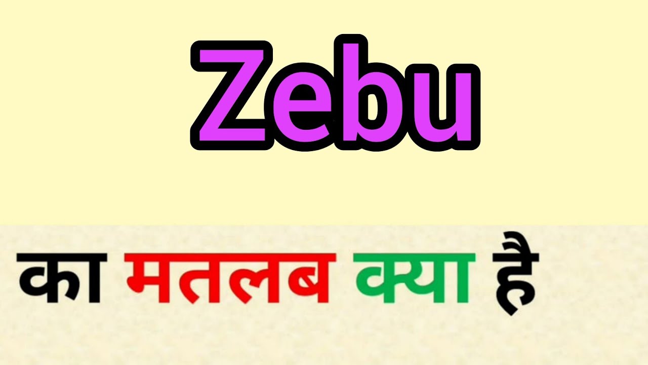 Zebu meaning in hindi || zebu ka matlab kya hota hai || word meaning ...