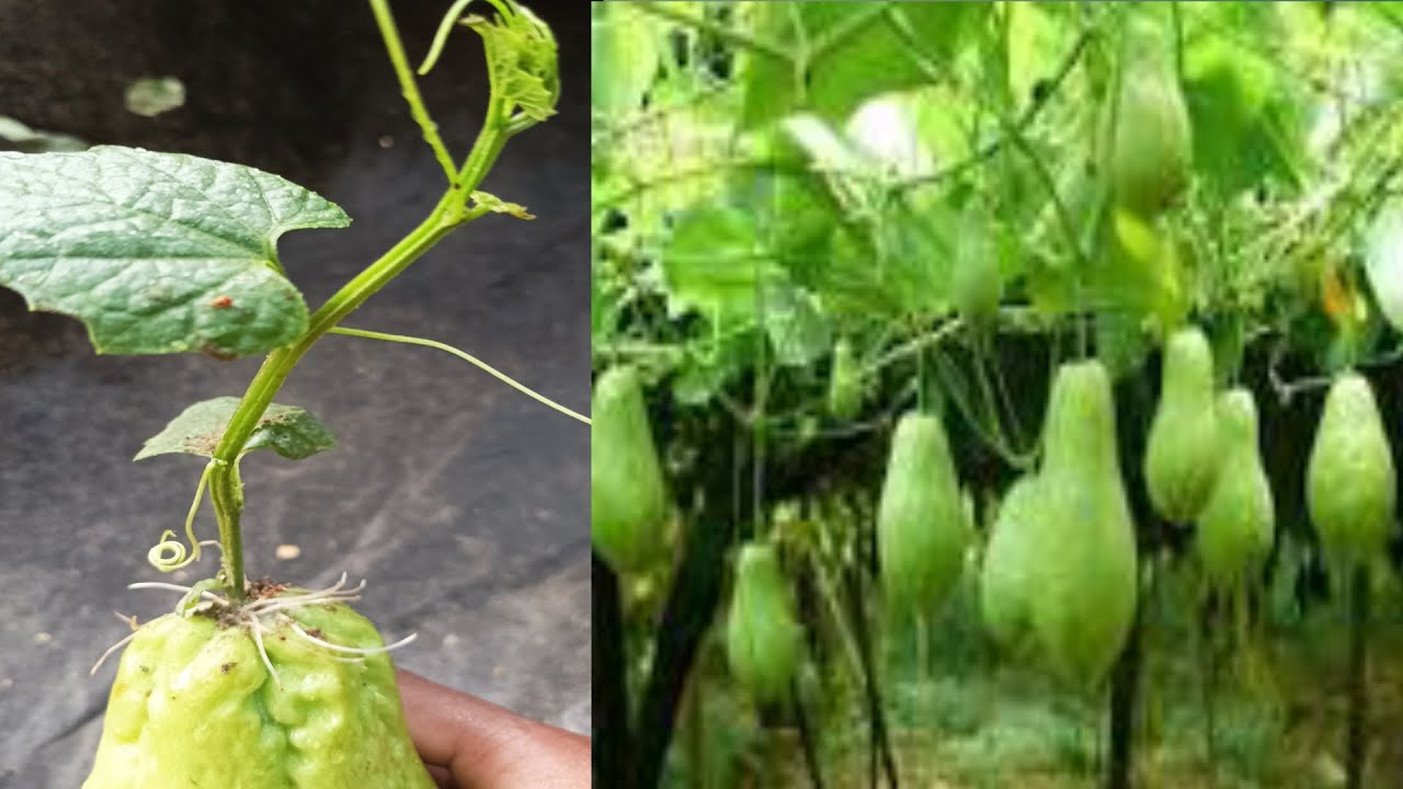 How to propagate chayote tree from chayote fruit,, growing chayote at home is so easy - YouTube