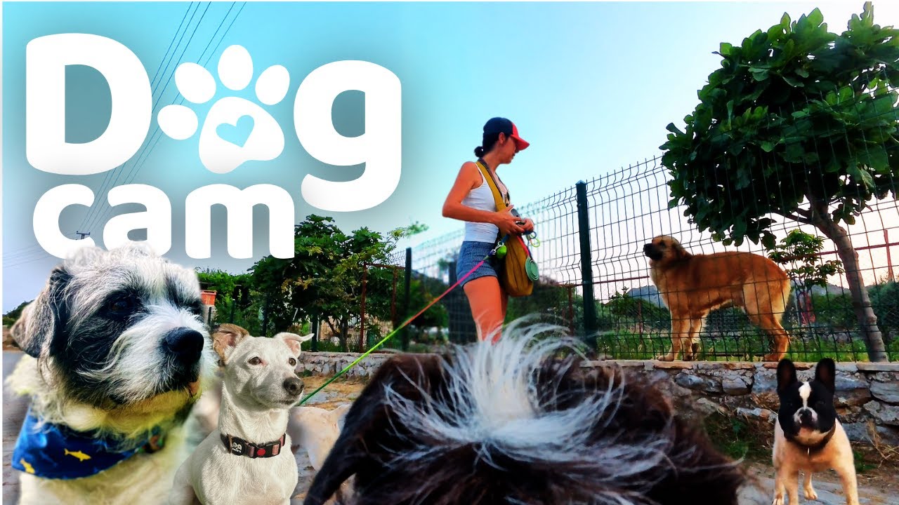 Dog Cam | 10-Hour Virtual Dog Walk: Boats, Dogs, and Golden Light - YouTube