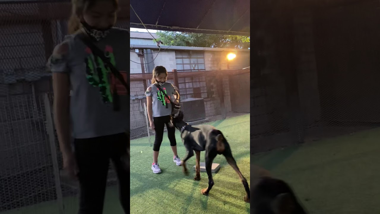 Basic dog training with Doberman snoopy - YouTube