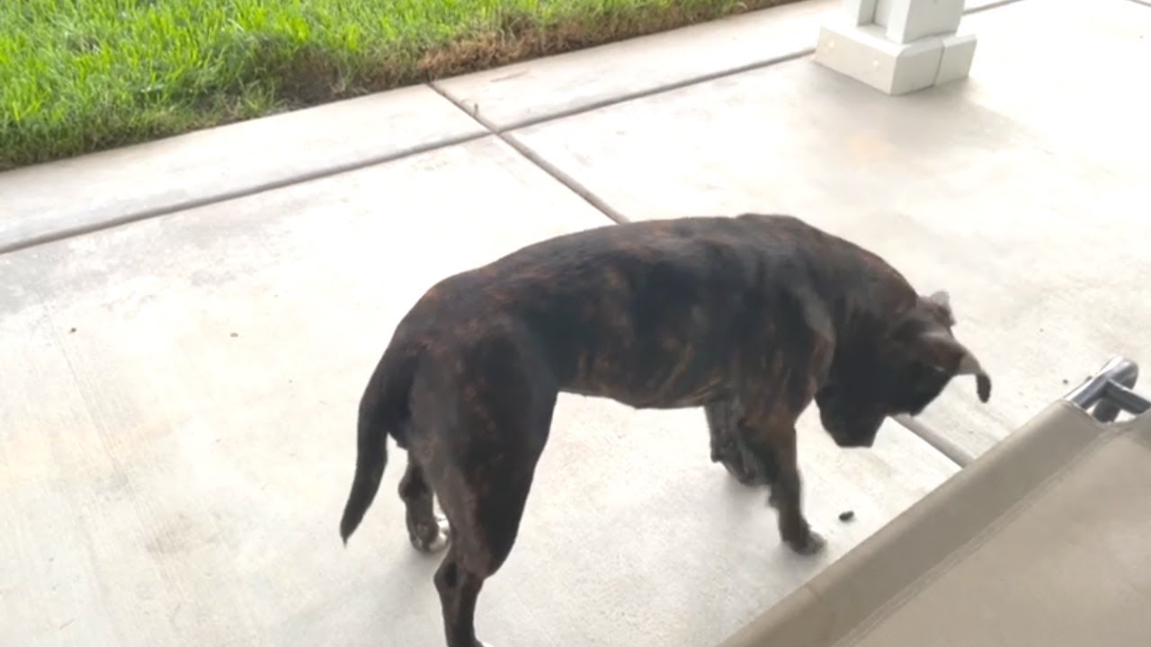Dog tries to play with a bug! - YouTube