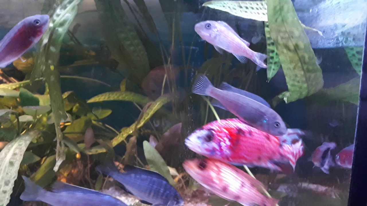 Labeotropheus trewavasae chilumba red - YouTube