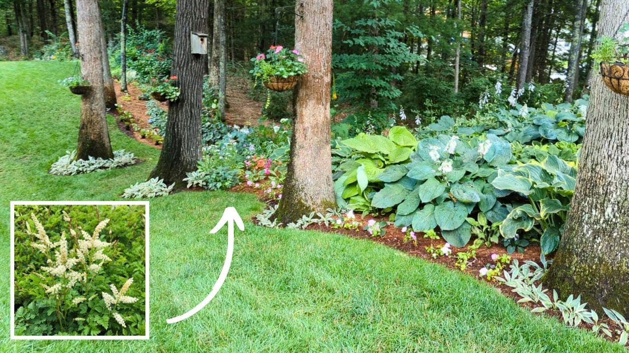 Planting Dwarf Goat's Beard In Shade Garden - YouTube