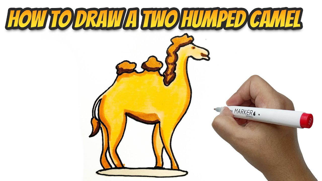 How to Draw & Color a Two Humped Camel | Step by Step How to Drawing ...