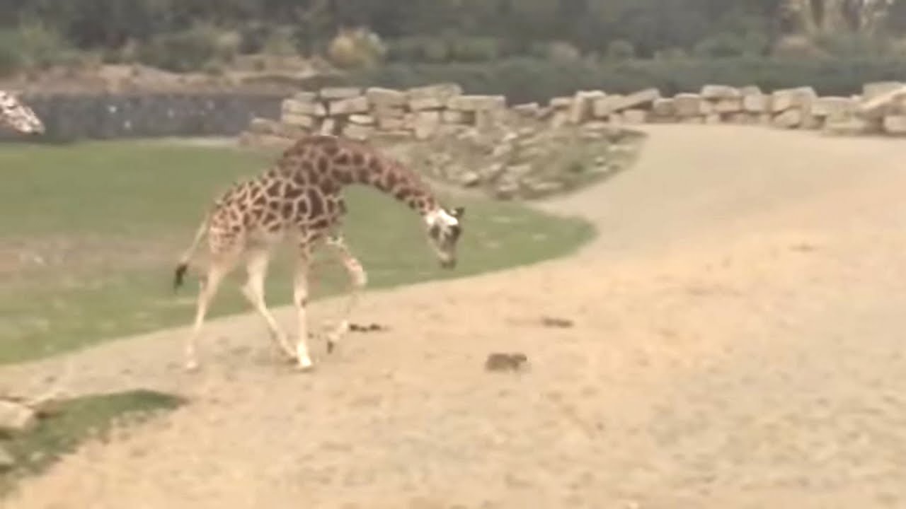 Giraffe Vs Bunny - YouTube
