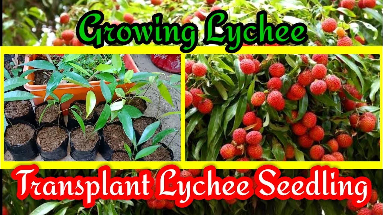 Transplant Lychee Seedling | Growing Lychee | SpritTV - YouTube