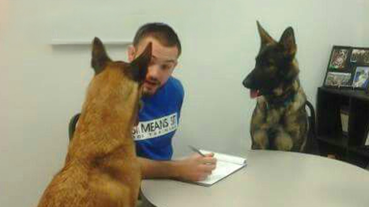 Dogs Can't Stop Being Overly Dramatic with Their Owners 😂 Funny Dog ...