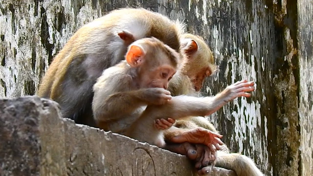 Leo Baby Monkey Update…. - YouTube