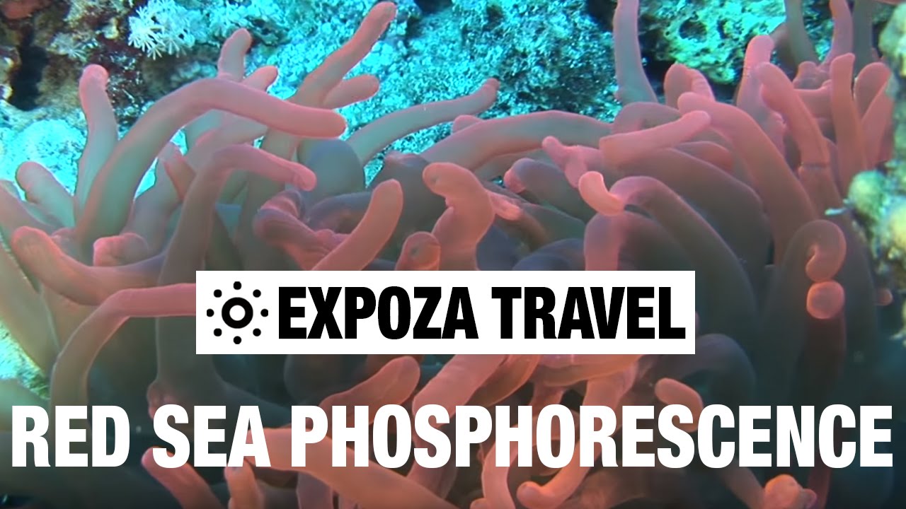 Red Sea Phosphorescence Vacation Travel Video Guide - YouTube