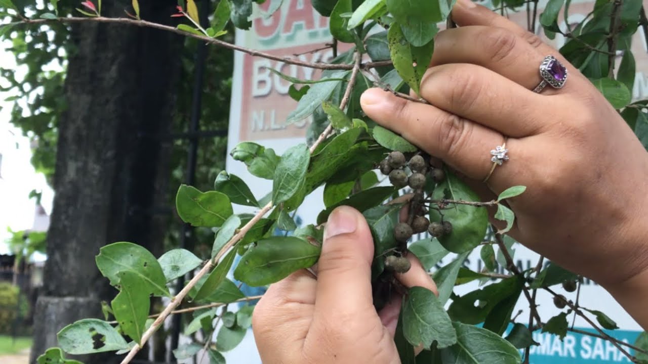 জেতুকা গছ | জেতুকাৰ ফুল,গুটি আৰু পাত Mehendi Plant - YouTube