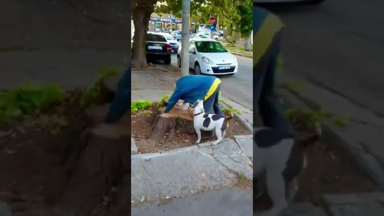 man vs dog 🤣 - YouTube
