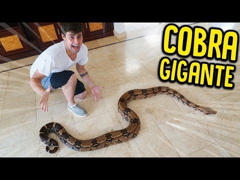 UMA COBRA GIGANTE INVADIU MINHA CASA !! [ REZENDE EVIL ]