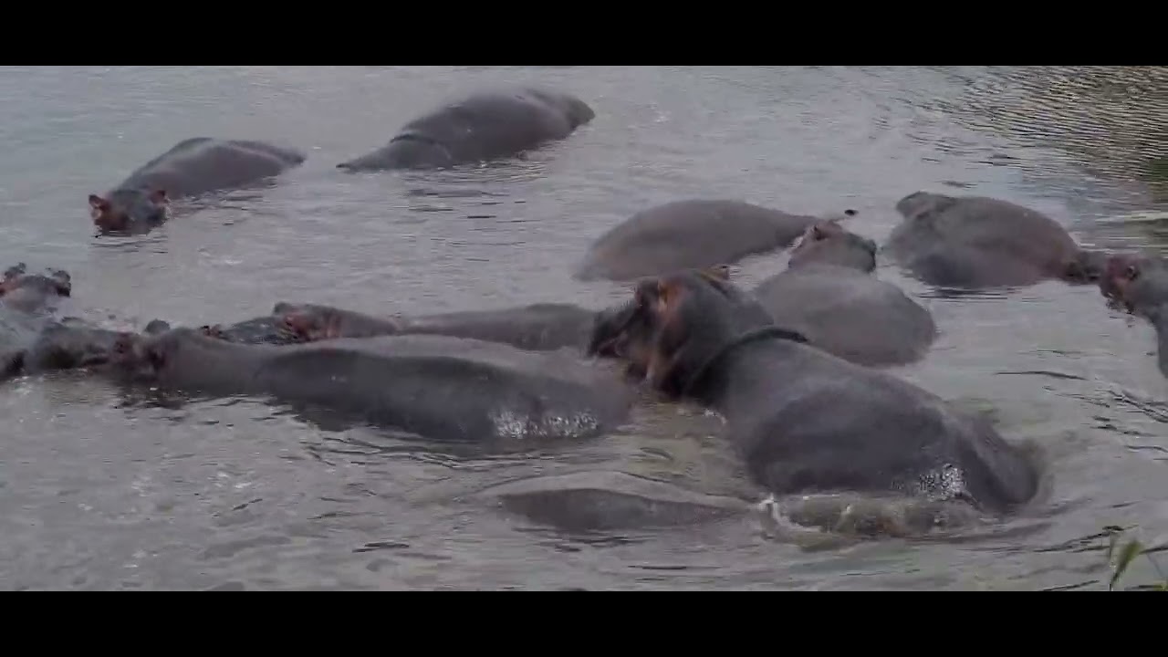 A playful hippo rolls its tail while another curiously sniffs its back ...