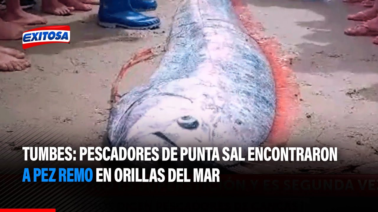 🔴🔵Tumbes: Pescadores de Punta Sal encontraron a pez remo en orillas del ...