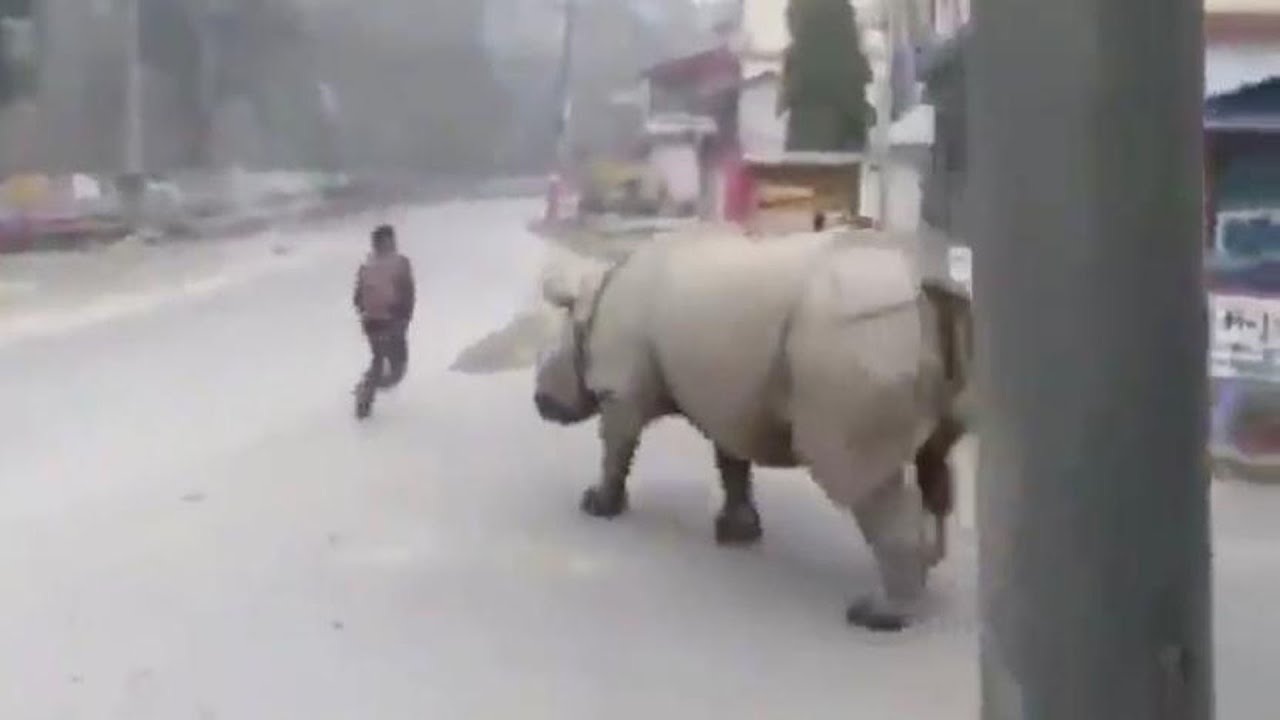 Watch: Rhino strolling on streets, chasing man away, amid coronavirus ...