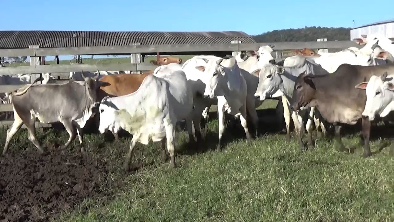 18 VACAS PRENHAS (CÓD.03230617) - YouTube
