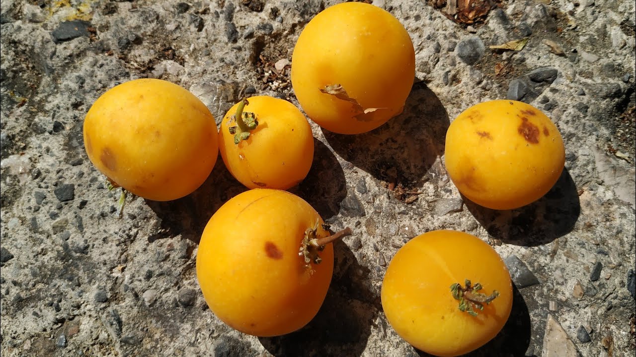 Tasty Umkokola or Kei apple (Dovyalis caffra) - YouTube