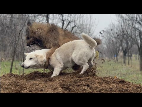 Brave Cat Stands Ground Against Two Dogs in Epic Backyard Showdown! - YouTube