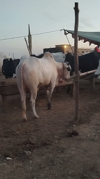 Rawalpindi Bata Chowk cow mandi 💖 - YouTube