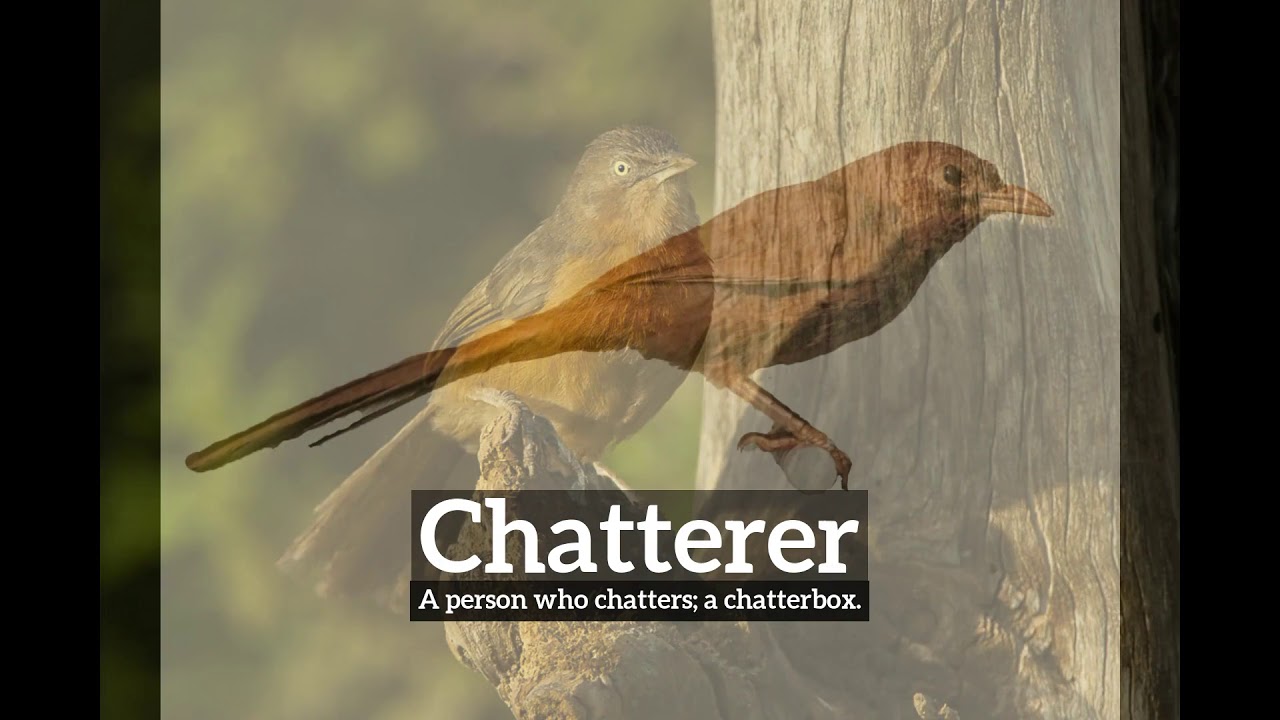 How Does Chatterer Look? | How to Say Chatterer in English? | What is ...