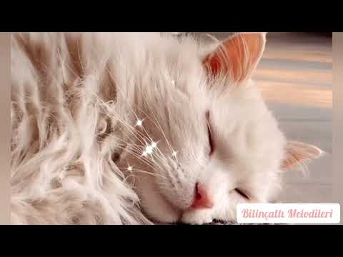 Rahatlatıcı Kedi Mırlaması Sesi ( Relaxing Cat Purr Sound ) - 2021