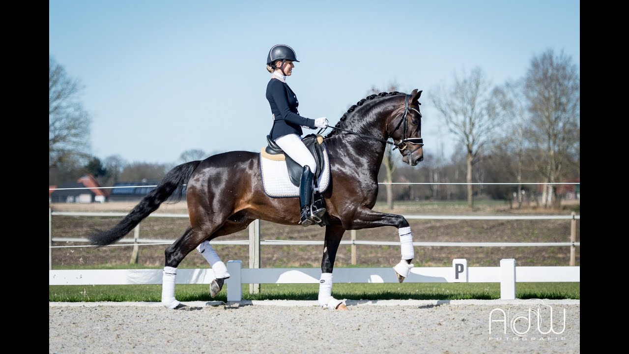 Barton VDL Stud Stallion Show 2021 - YouTube
