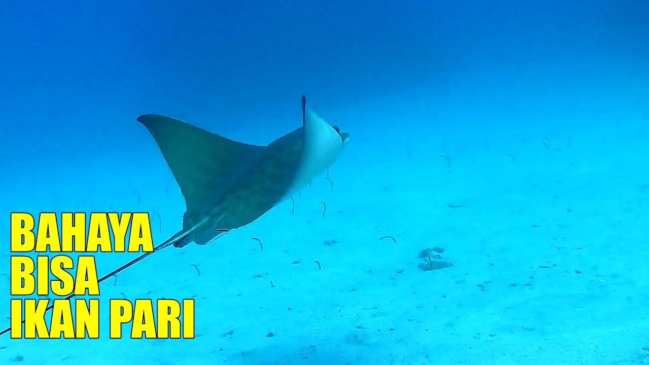 Bisa Ikan Pari dan Bahaya Bagi Manusia - YouTube