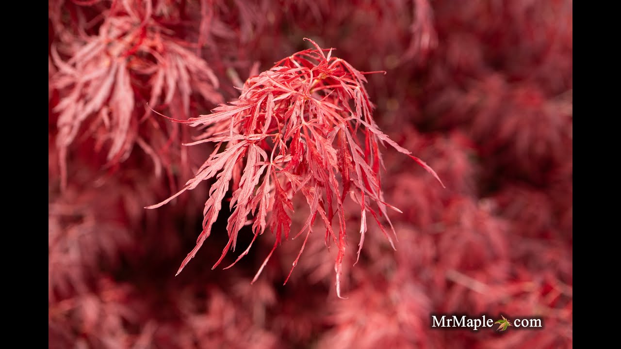 Acer palmatum 'Scarlet Princess' Miniature Japanese Maple - YouTube