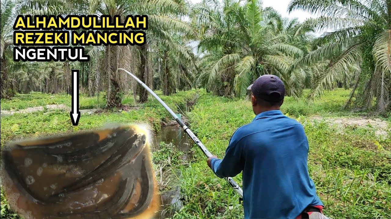 Mancing ikan gabus tehnik ngentul atau getek #HS-41 - YouTube