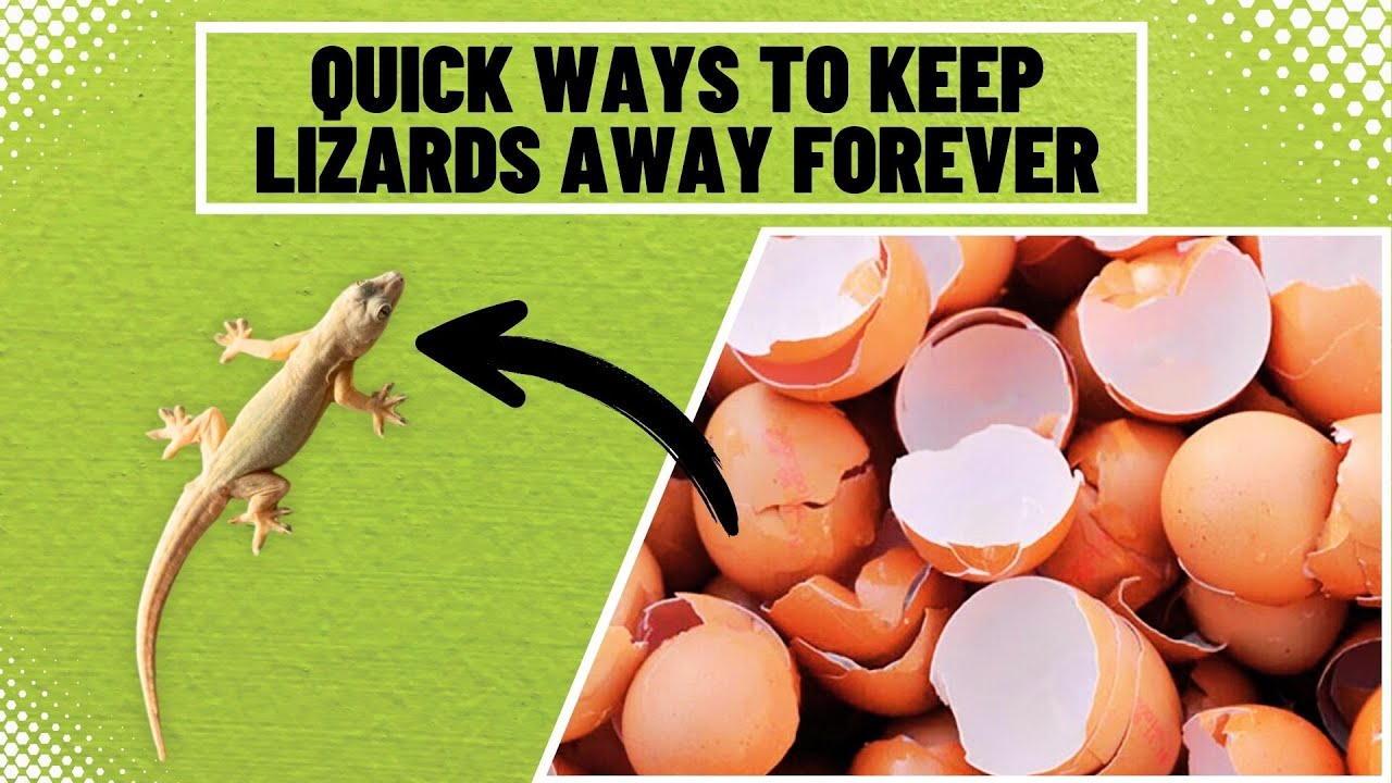 8 Ways to Remove Lizards From Your Home Permanently - YouTube