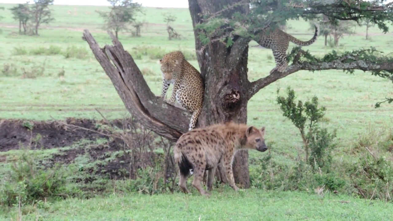 The Leopard & Hyena Story - Masai Mara - YouTube