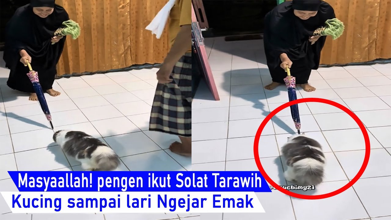 Momen Lucu! kucing Maksa pengen ikut solat sampai minta Di beliin ...