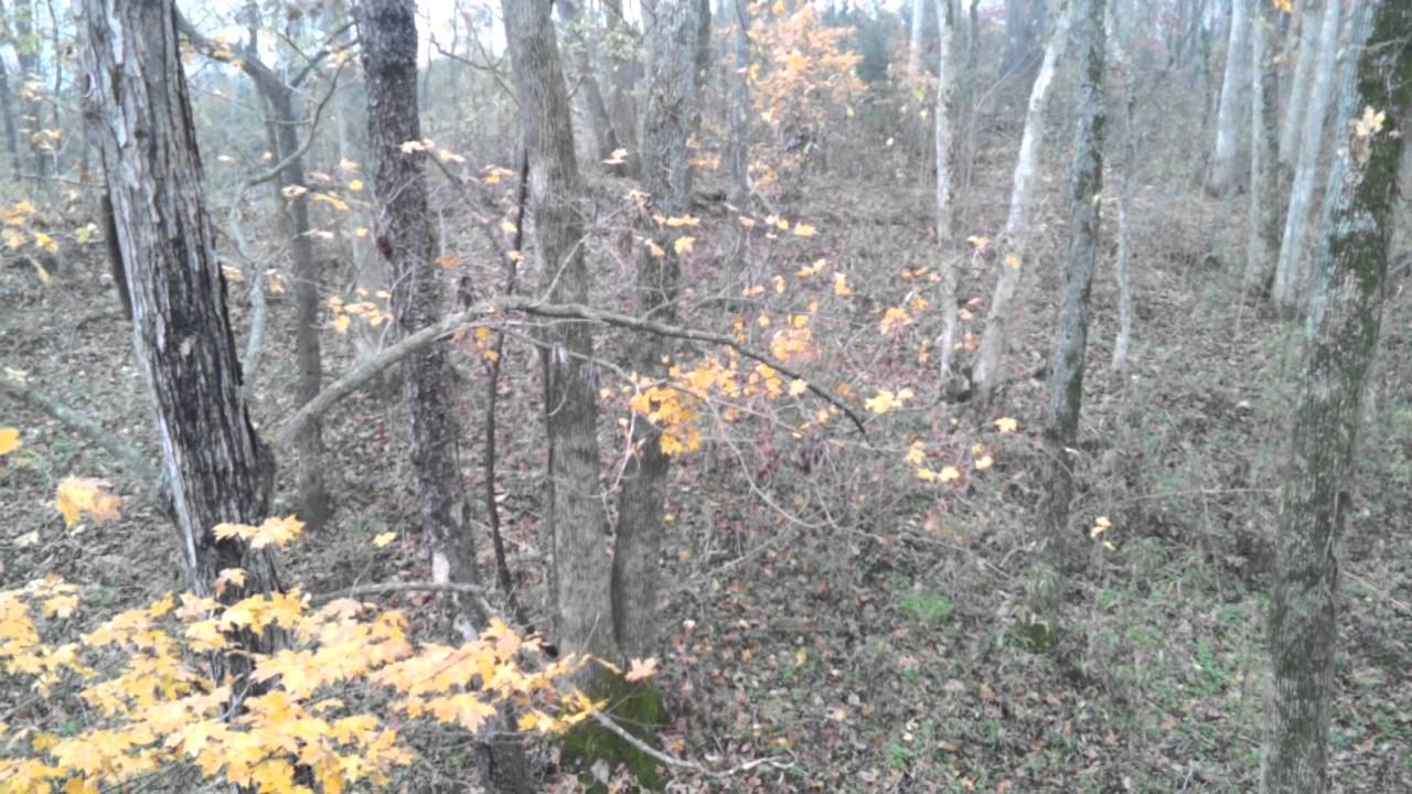 Coyote from tree stand - YouTube
