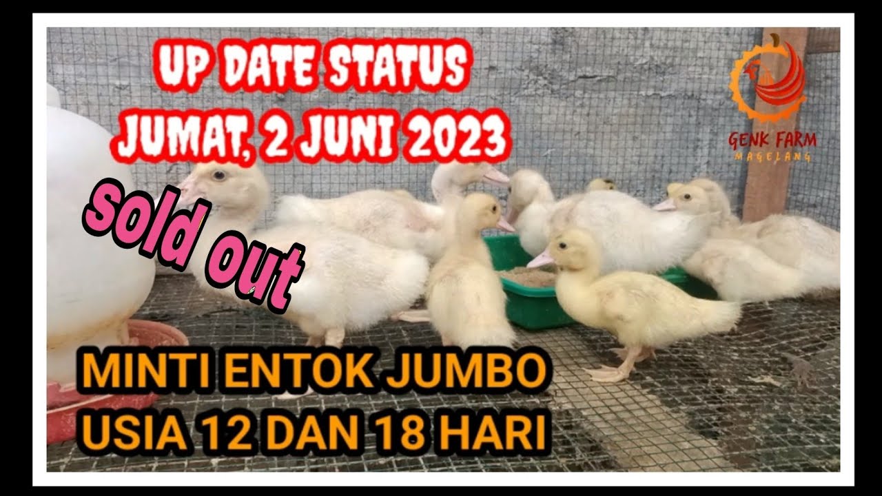 update status 2 Juni 2023 minti entok jumbo Blitar usia 12 dan 18 hari ...