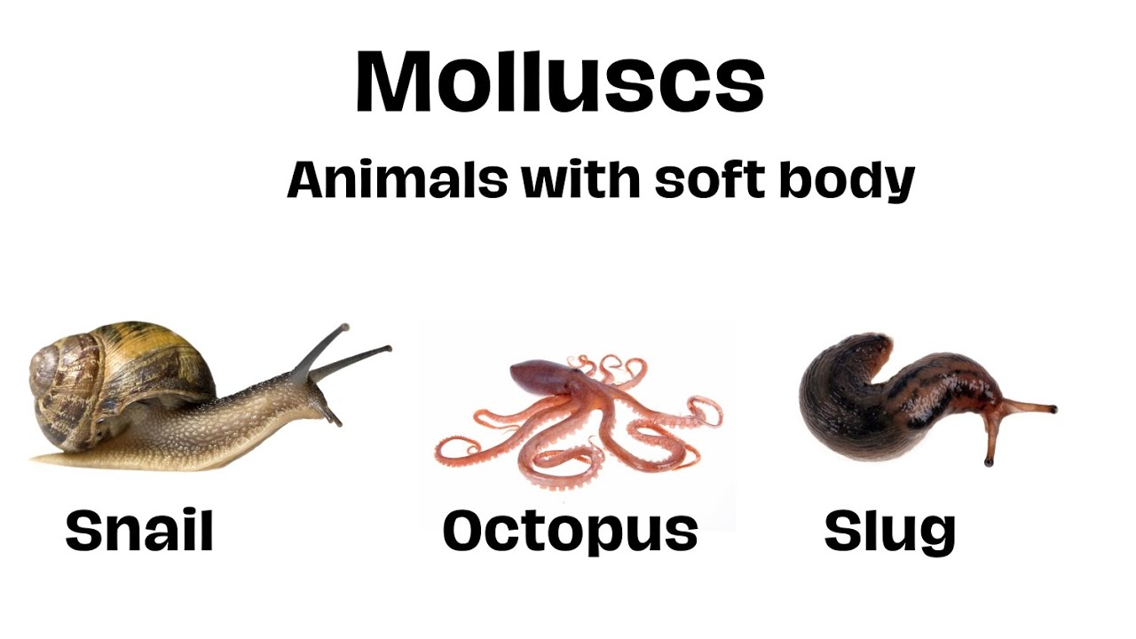 Octopus, snail | Molluscs | #science #class7science #invertebrate # ...