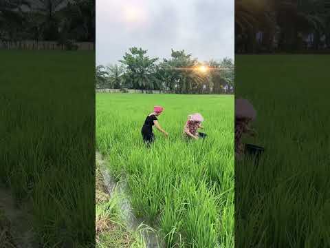 Charent Bears Nyemplung Sawah