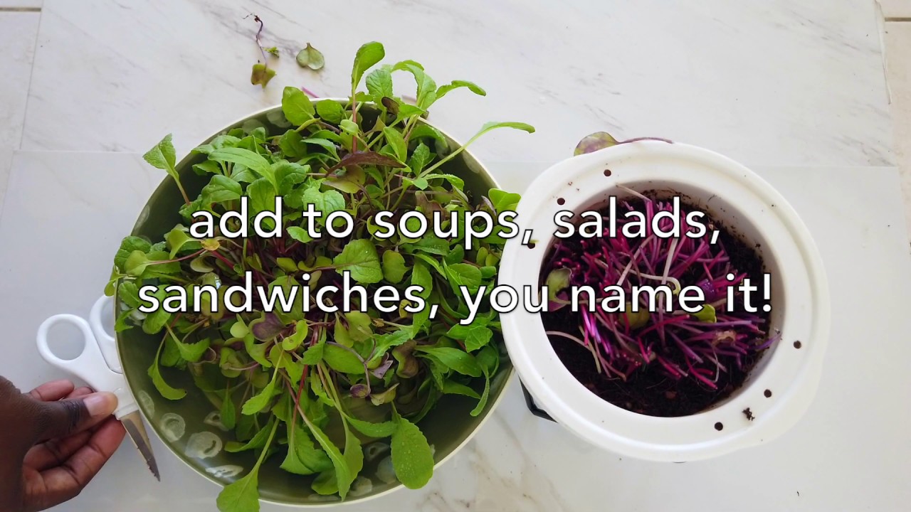 Confetti Radish Microgreens Indoor Planter | @coco_and_seed - YouTube