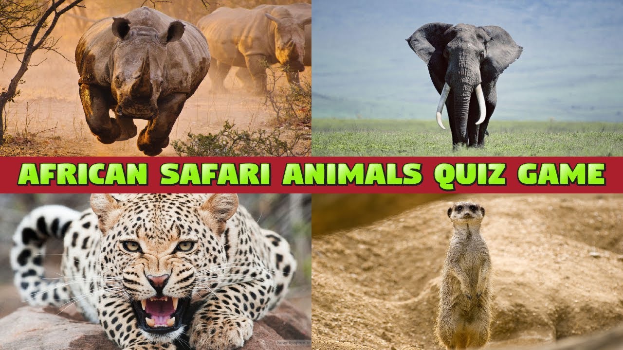 AFRICAN SAFARI ANIMALS QUIZ GAME FOR KIDS - YouTube