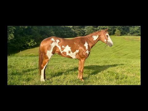 Registered Sorrel/White American Paint Horse Mare For Sale - YouTube