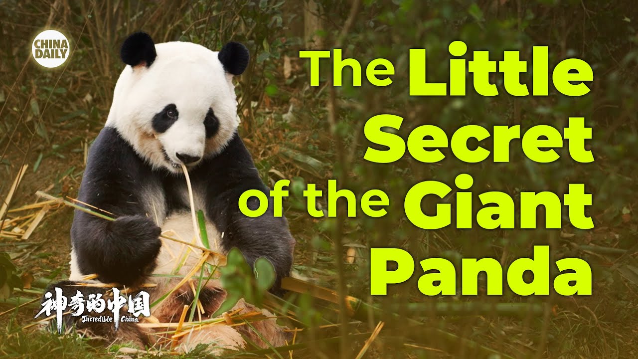 Discover the Hidden Charms of China's Giant Pandas - YouTube